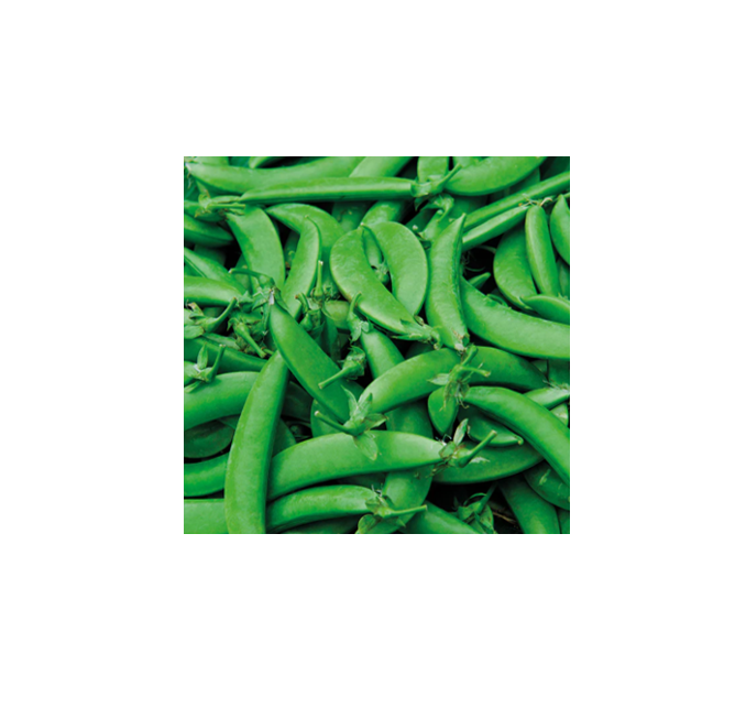 Mr Fothergill's PEA Snap Nairobi – Vale Gardens Limited