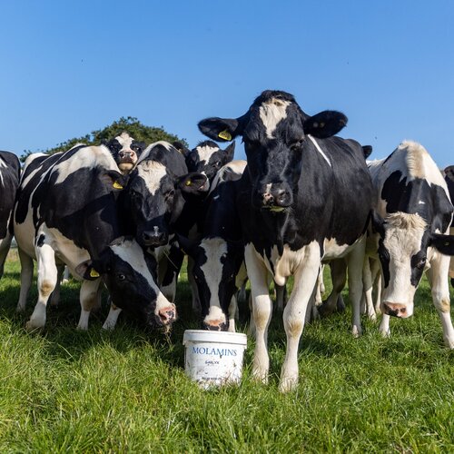 Hi Mag Buckets for Cattle & Sheep help prevent Grass Staggers – Vale ...