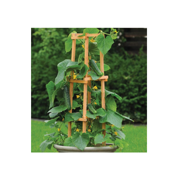 Mr Fothergill's CUCUMBER Patio Snacker F1 – Vale Gardens Limited