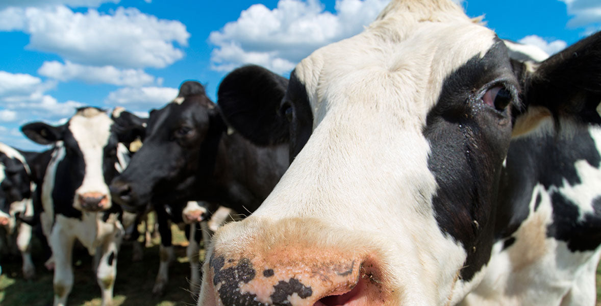 W F Duffields Animal Feeds – Vale Gardens Limited