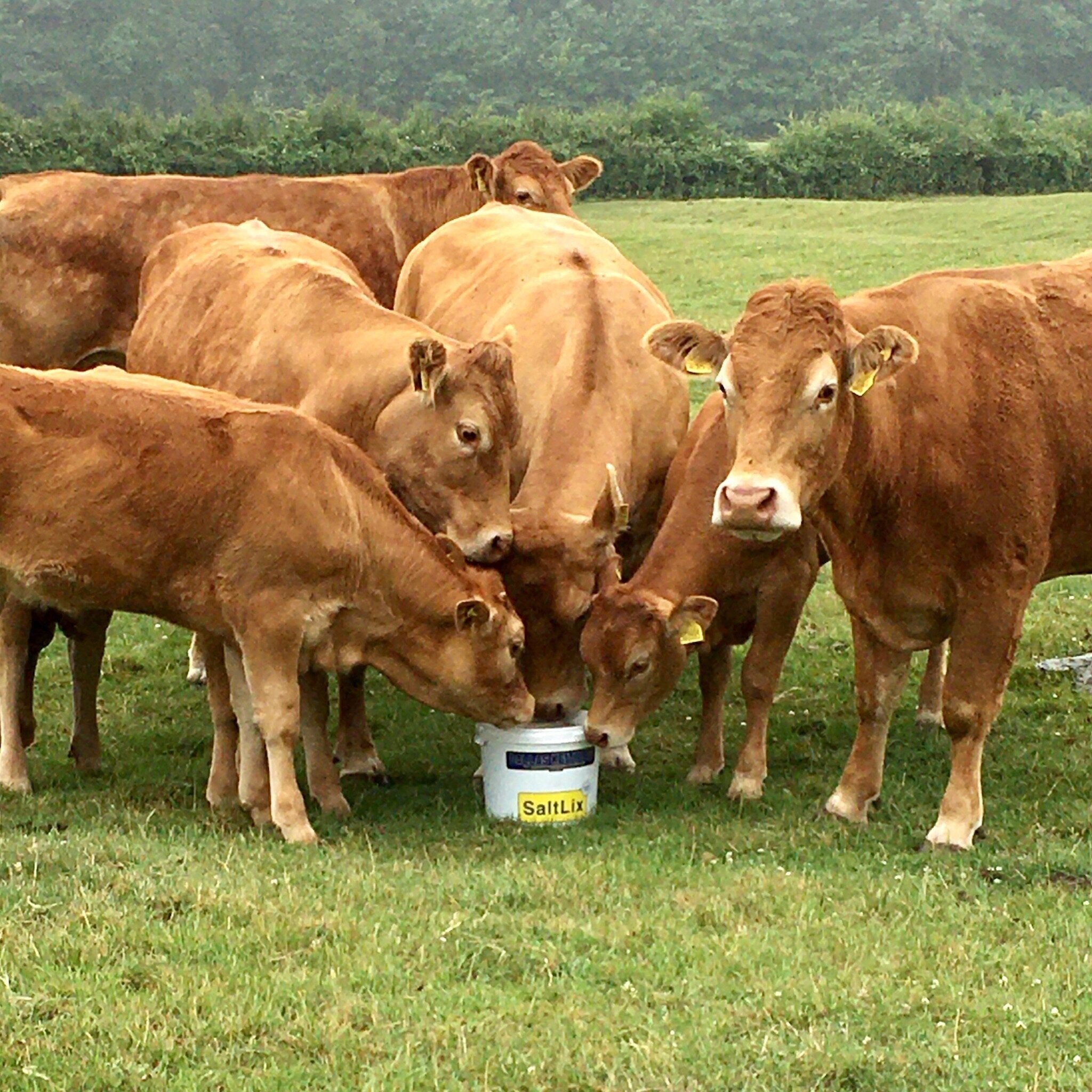 Dallas Keith SaltLix + Iodine Bucket 20Kg – Vale Gardens Limited